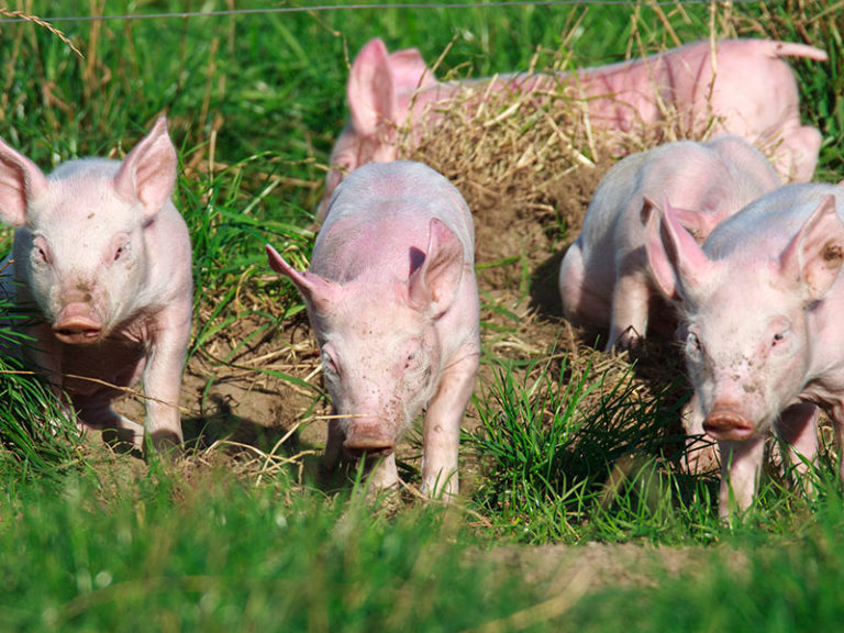 About Spring Grove Fresh Food Company - Wholesale Meat Suppliers